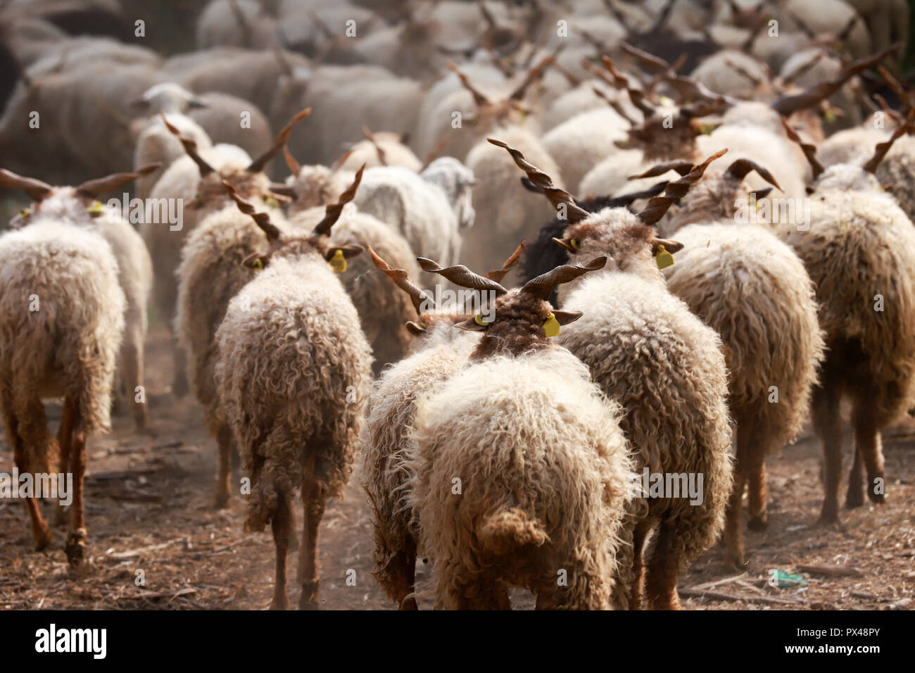Authentic hungarian sheep breed name is racka sheep Stock Photo - Alamy