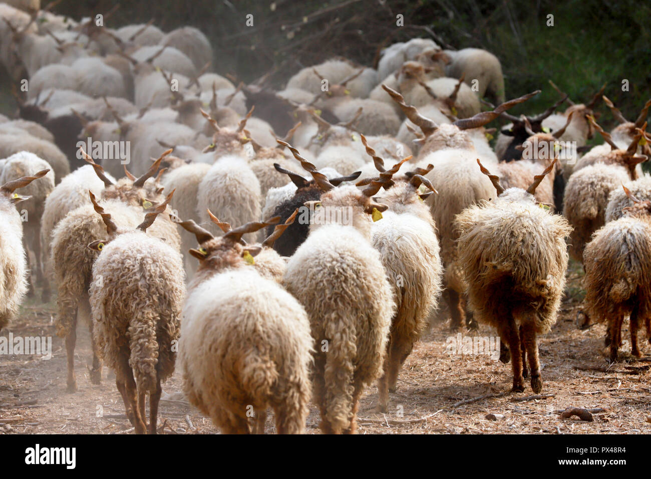 Authentic hungarian sheep breed name is racka sheep Stock Photo - Alamy
