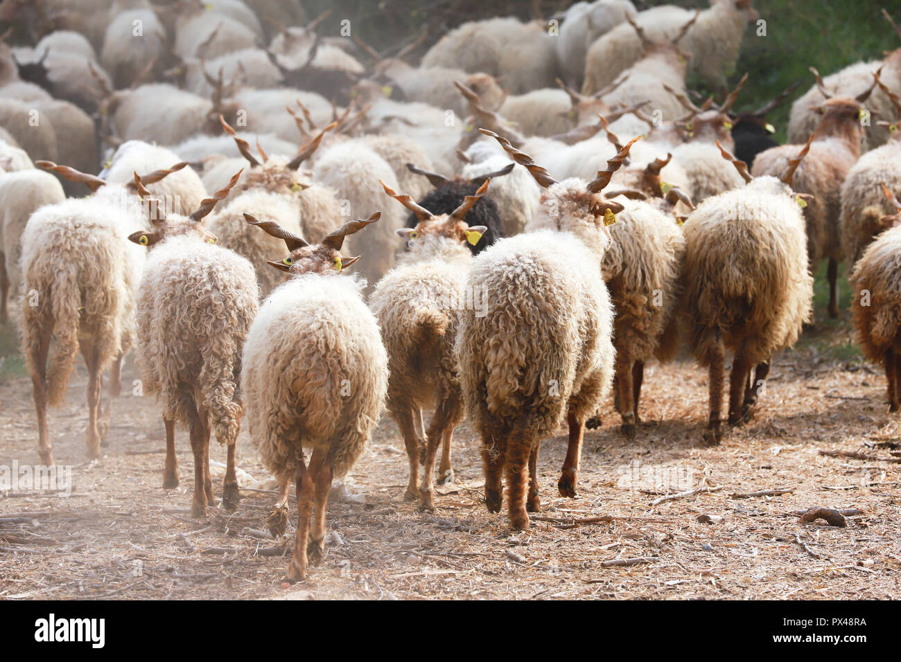 Authentic hungarian sheep breed name is racka sheep Stock Photo - Alamy