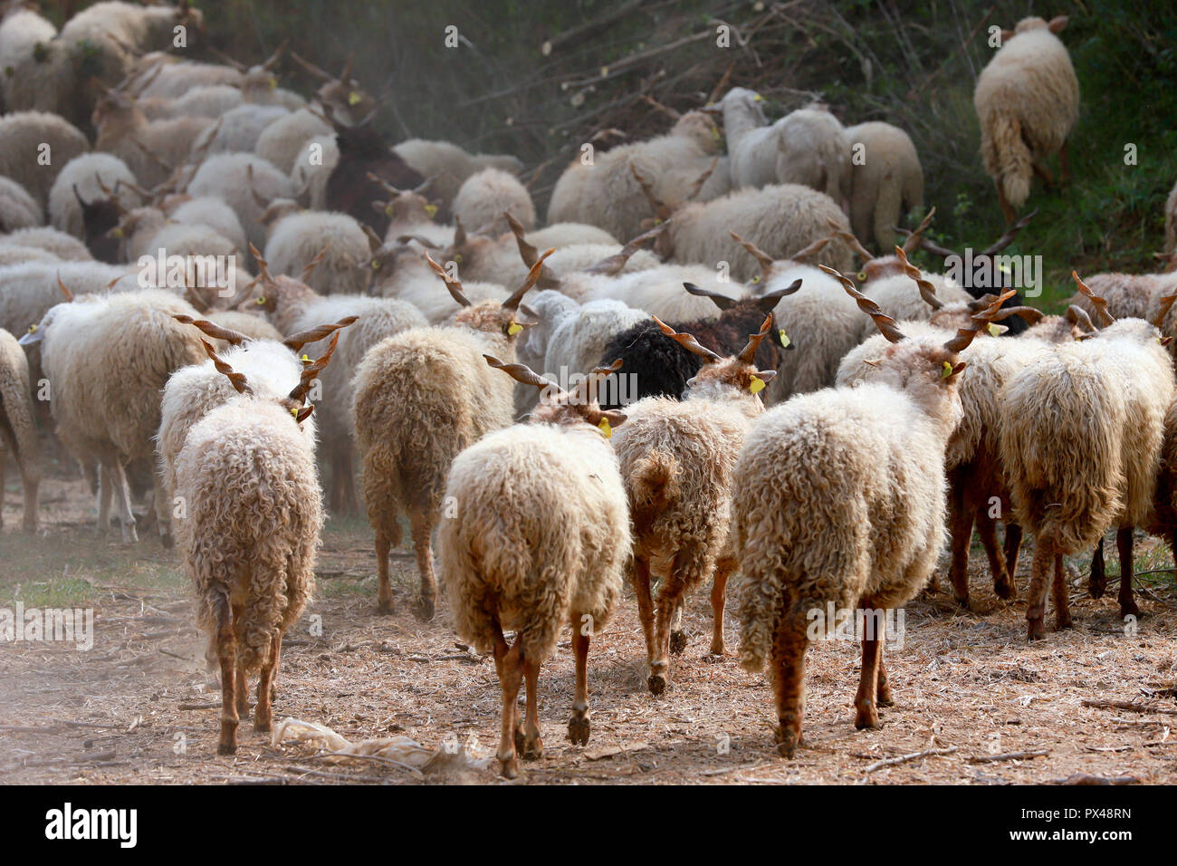 Authentic hungarian sheep breed name is racka sheep Stock Photo - Alamy