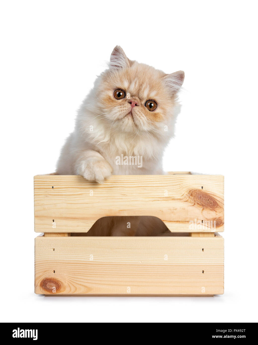 Sweet cream smoke Persian cat kitten sitting in wooden crate and one ...