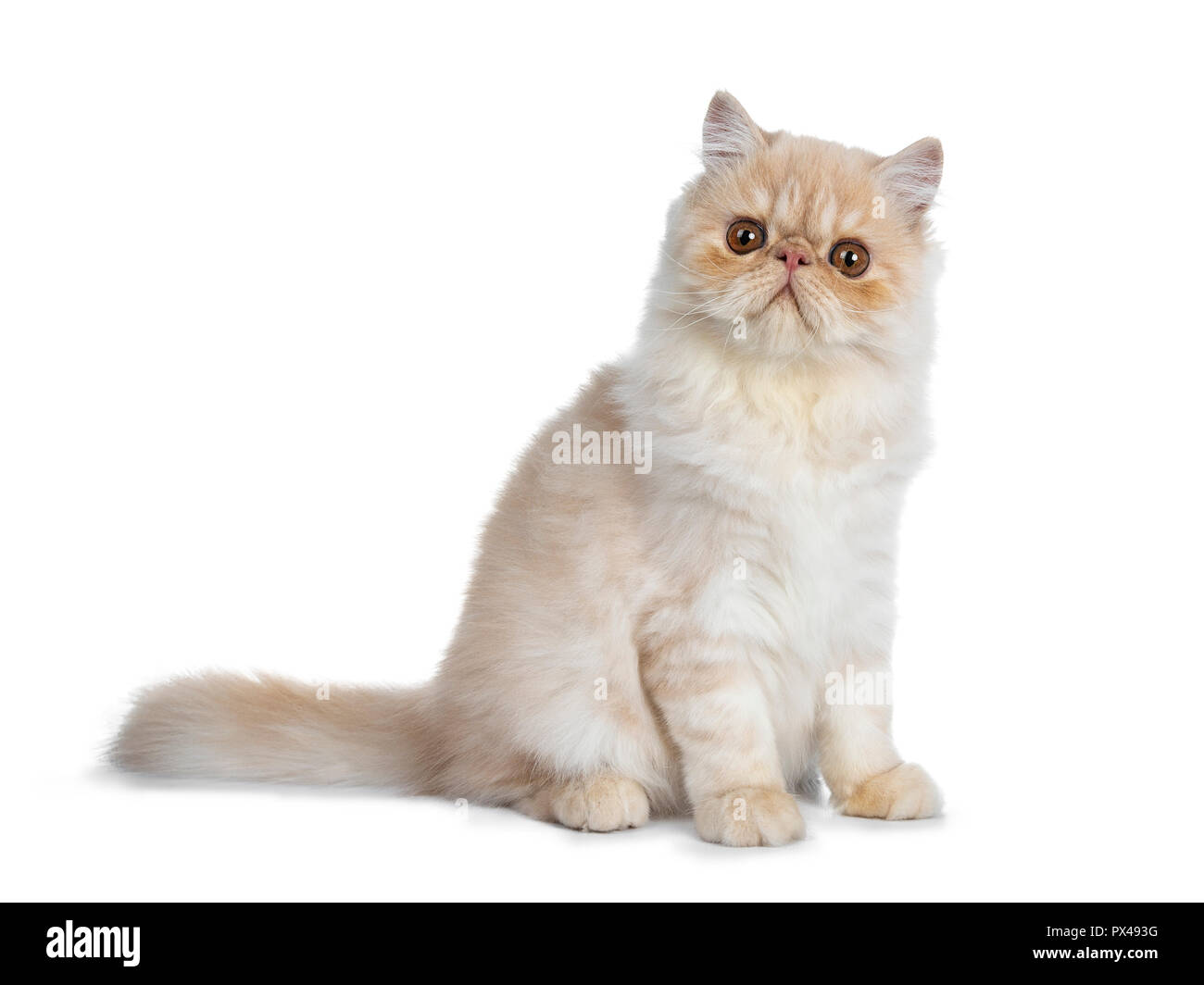 Cream Persian Cat