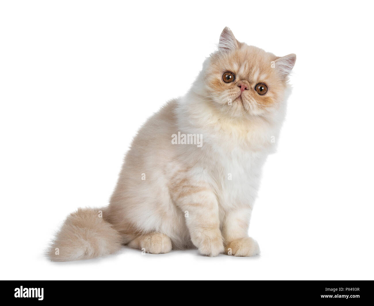 Cat tail curled around hi-res stock photography and images - Alamy