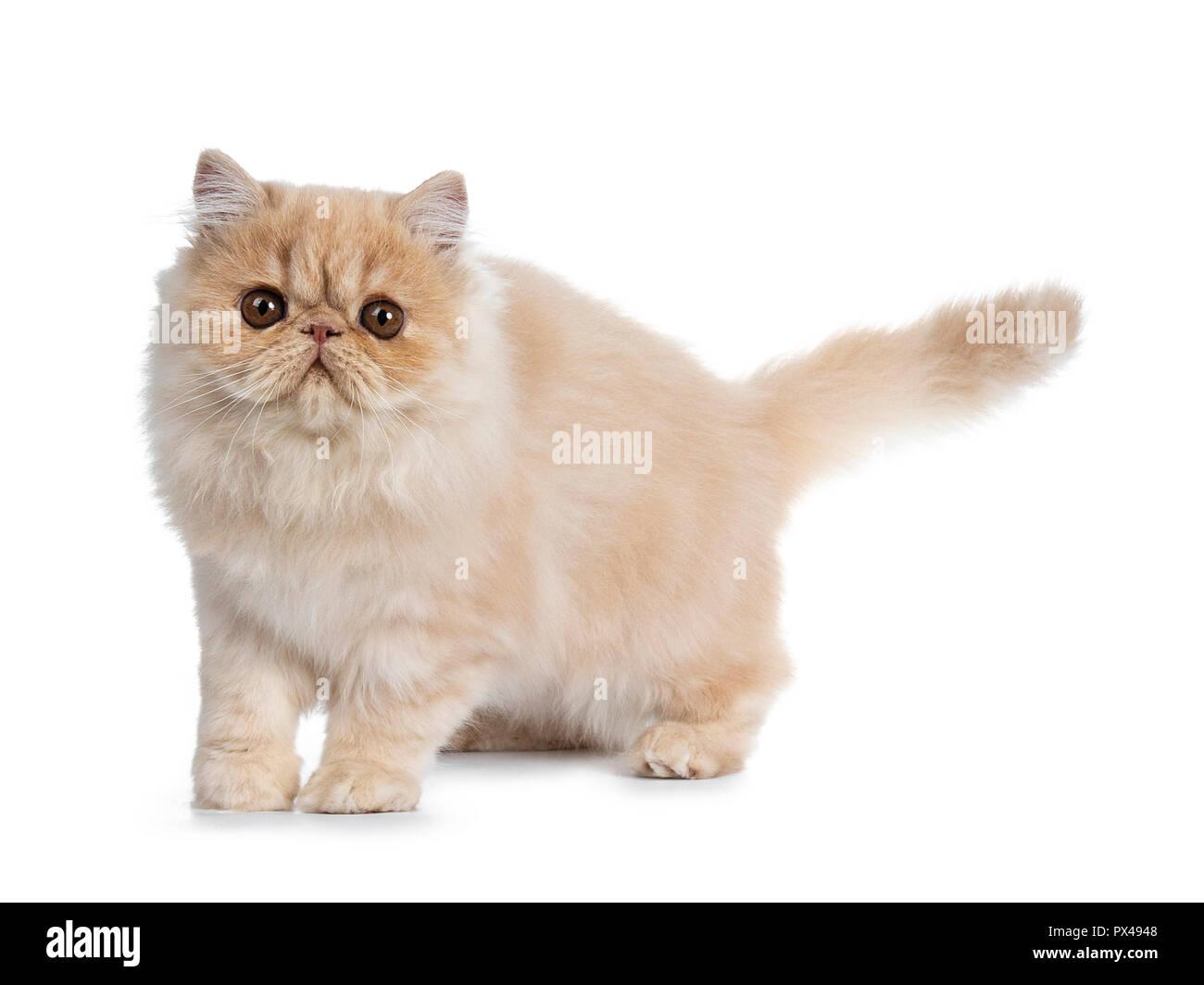 Sweet cream smoke Persian cat kitten walking / standing looking ...