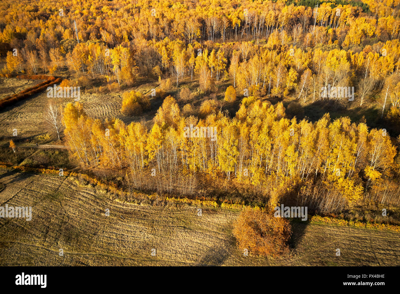 Aerial view of Bitsevski Park (Bitsa Park) with trees in golden autumn ...