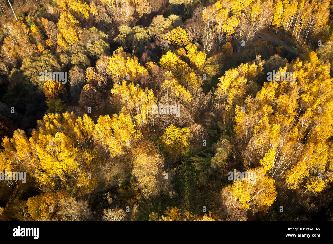Aerial view of trees in golden autumn colors. Bitsevski Park (Bitsa ...