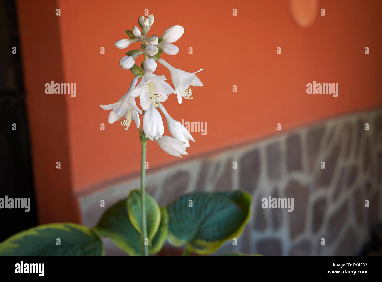 Hosta white flowers Stock Photo - Alamy