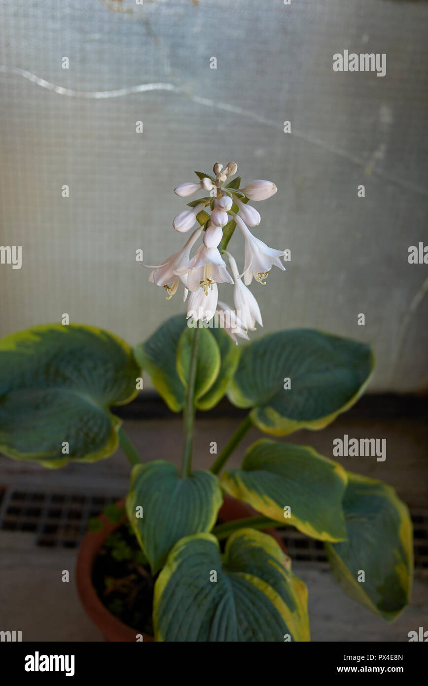Hostas flower hi-res stock photography and images - Alamy