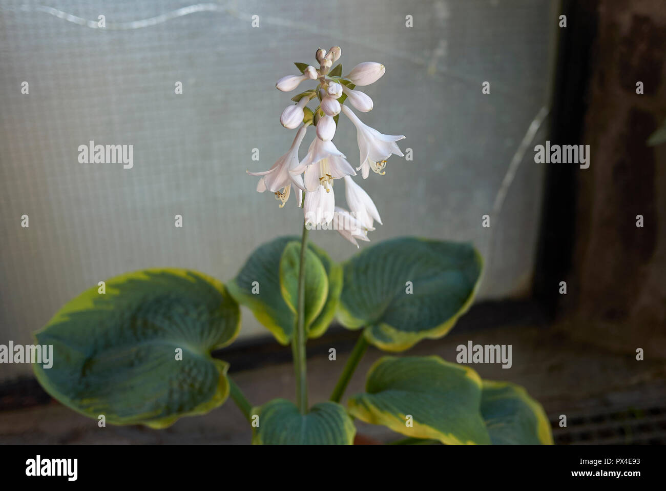 Hostas flower hi-res stock photography and images - Alamy