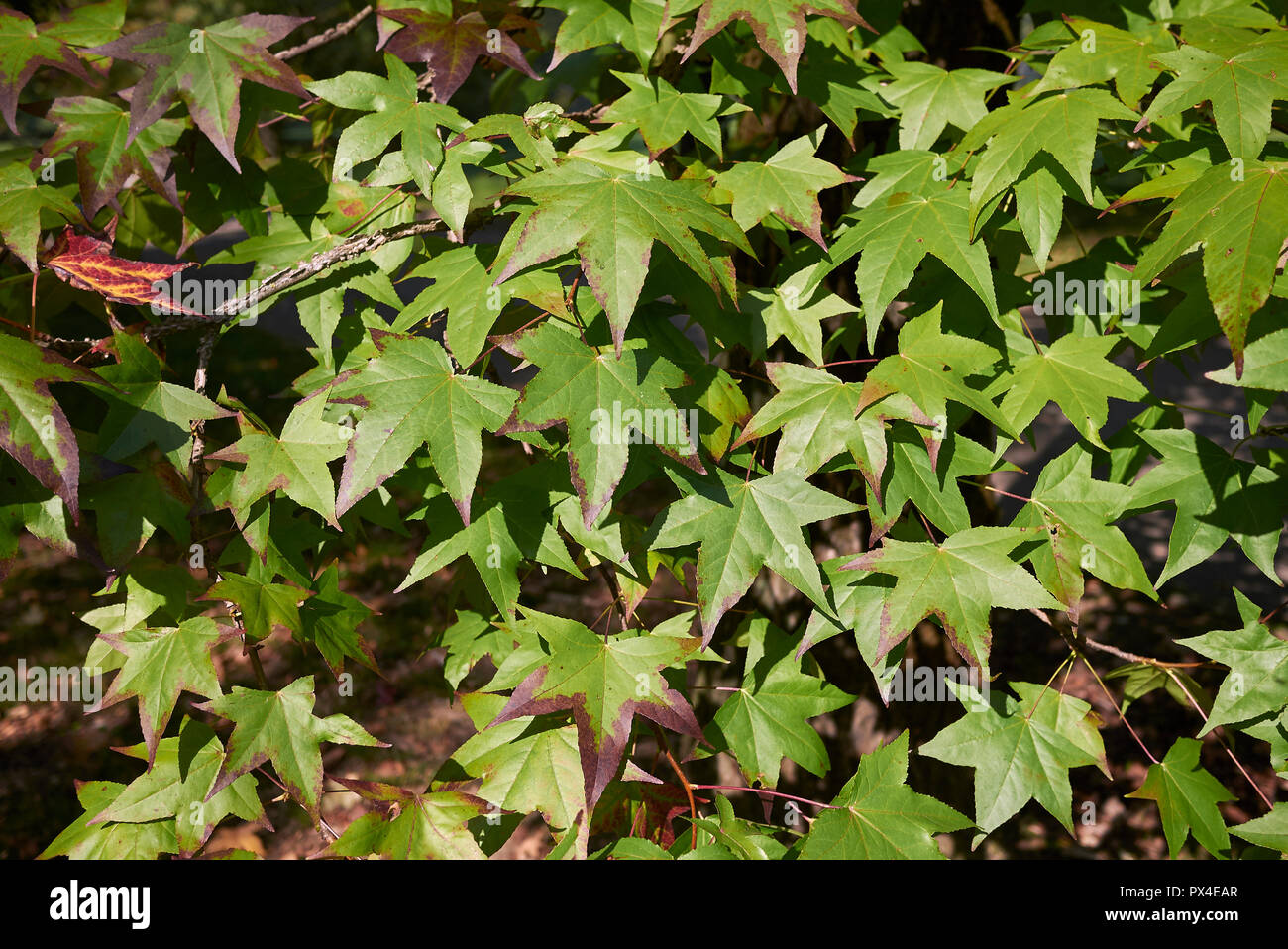 Liquid Amber Leaves High Resolution Stock Photography and Images - Alamy