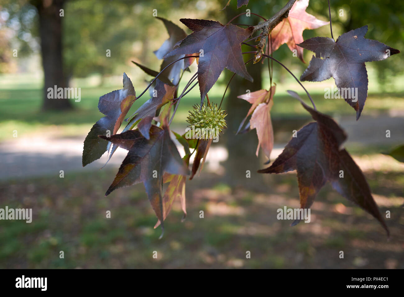 Red liquid amber leaves hi-res stock photography and images - Alamy