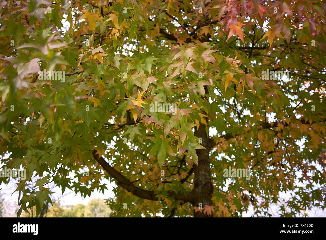 Red liquid amber leaves hi-res stock photography and images - Alamy