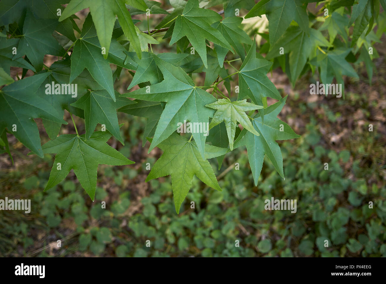 Liquid amber leaves hi-res stock photography and images - Alamy