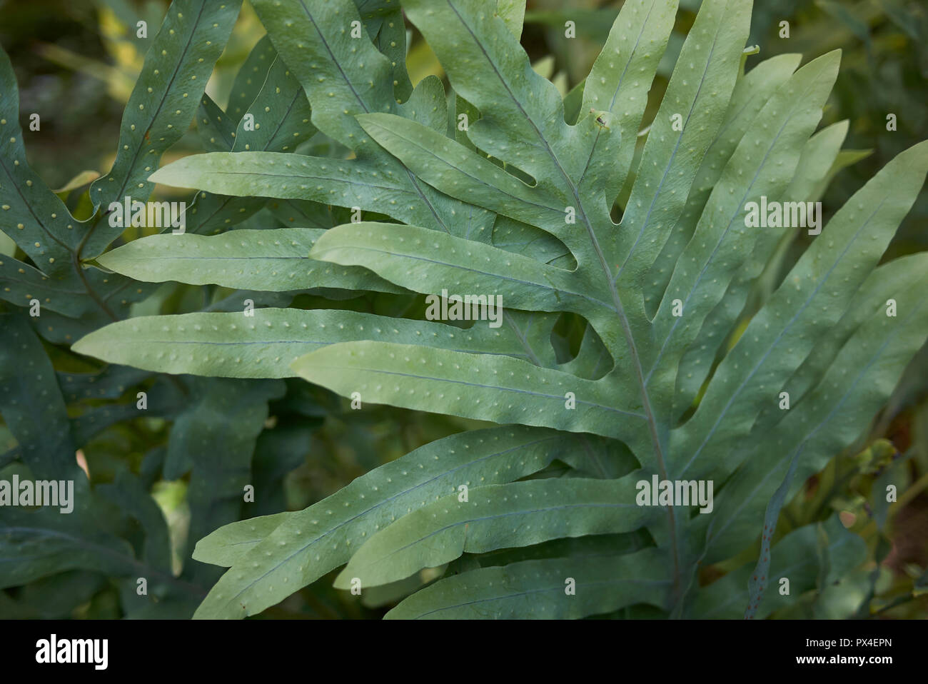 Microsorum kangaroo green hi-res stock photography and images - Alamy