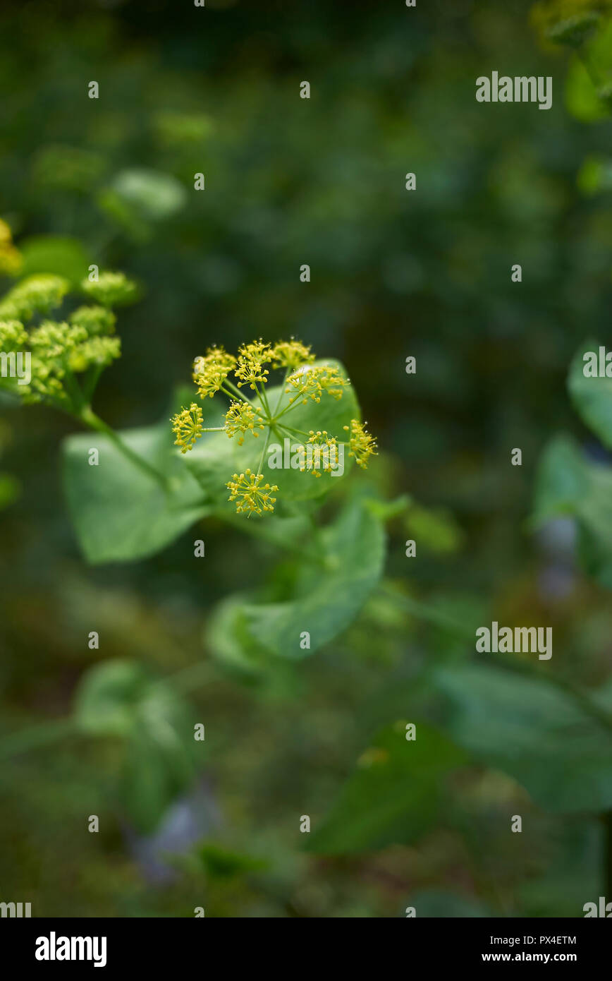Perfoliate leaves hi-res stock photography and images - Alamy