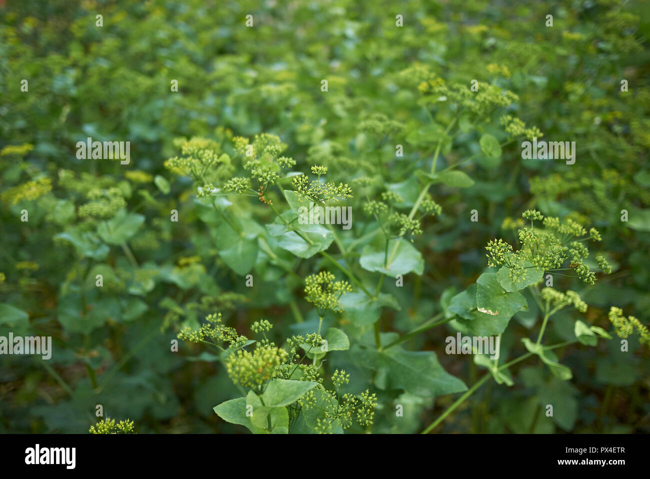 Perfoliate leaves hi-res stock photography and images - Alamy
