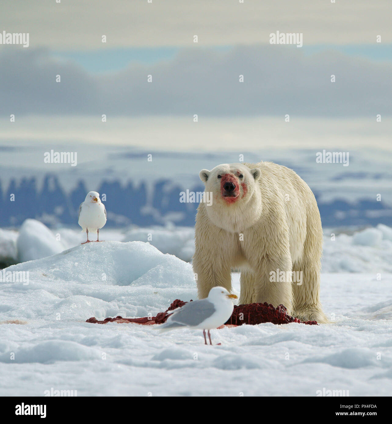 Polar bear (Ursus maritimus) feeding the carcass of a captured seal in ...