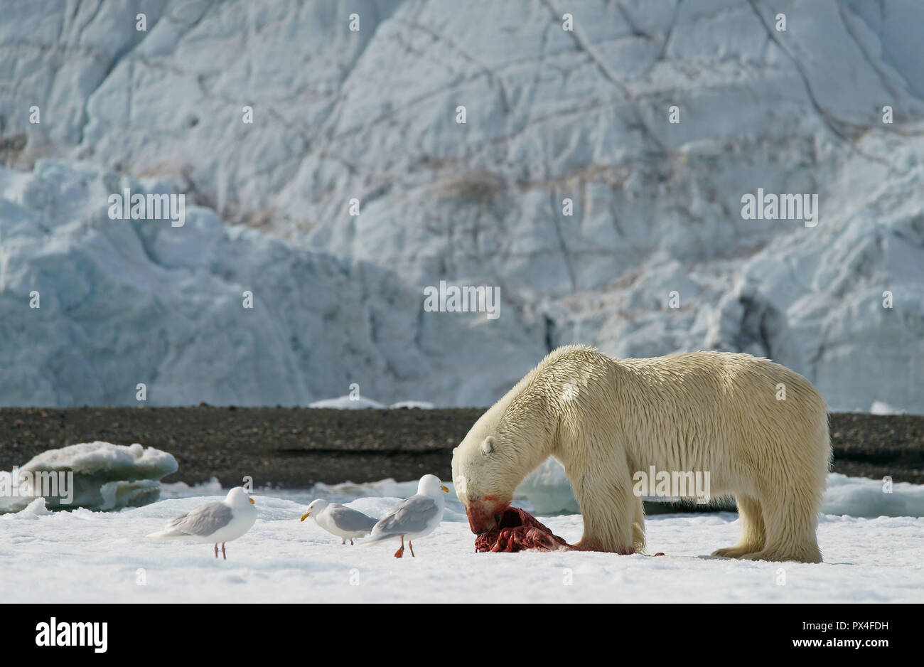 Polar bear (Ursus maritimus) feeding the carcass of a captured seal in ...