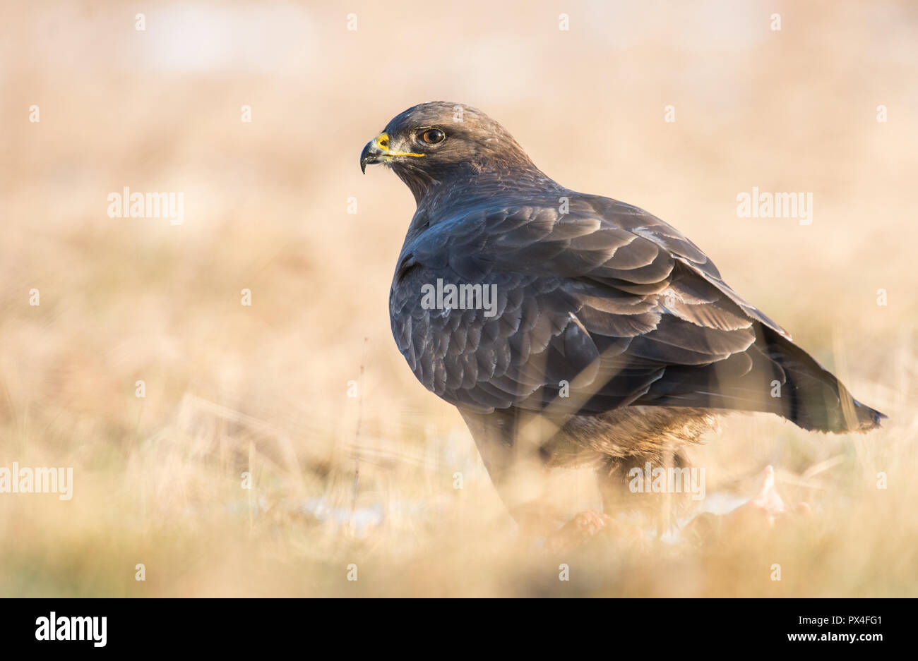 Common buzzard Buteo buteo Stock Photo - Alamy