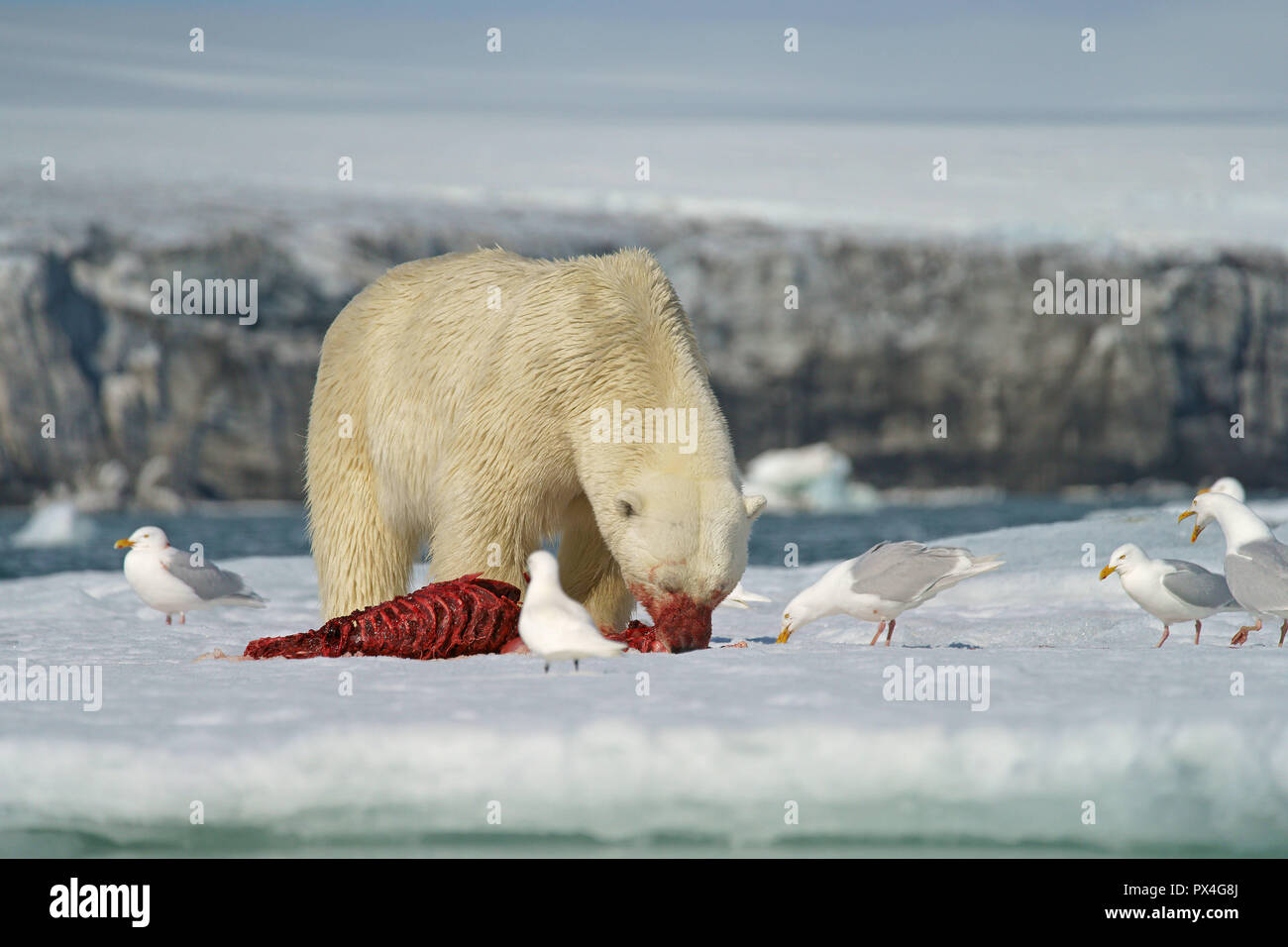 Polar bear (Ursus maritimus) feeding the carcass of a captured seal in ...