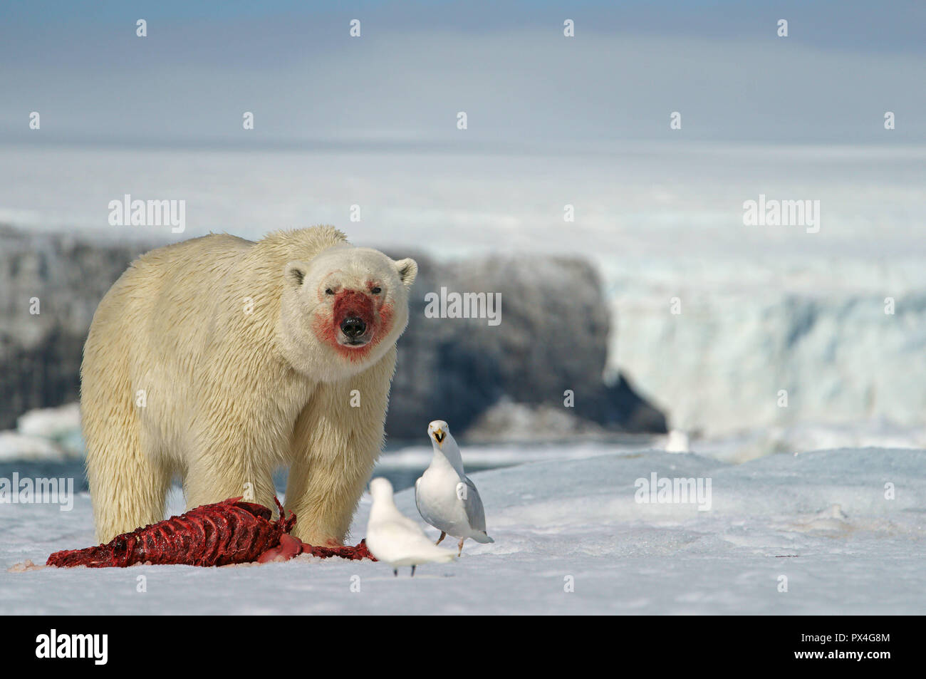 Polar bear (Ursus maritimus) feeding the carcass of a captured seal in ...