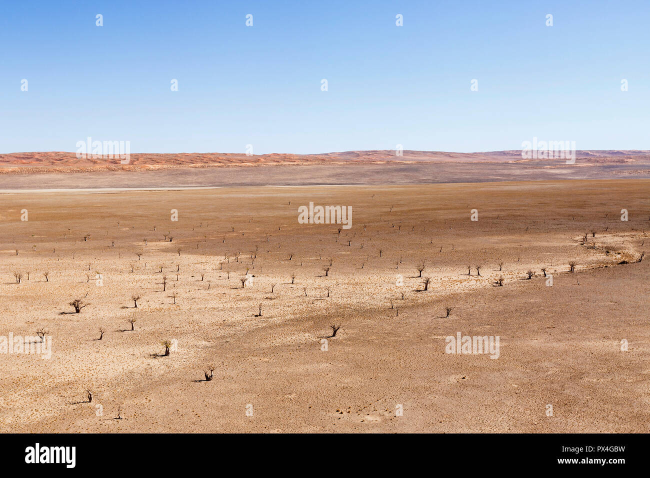 Aerial view, Moringa trees (Moringa) in desert landscape, Tsondab ...