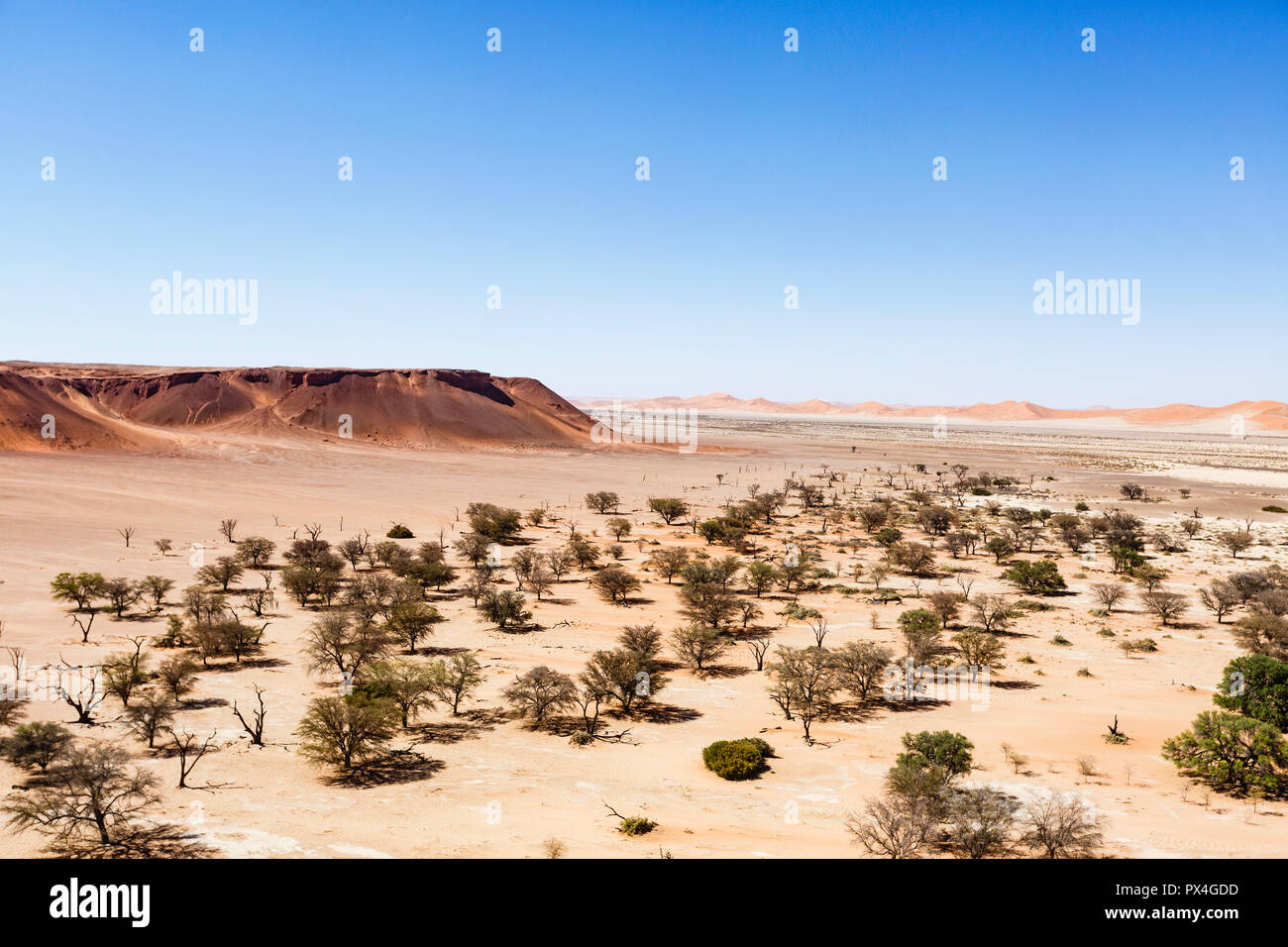 Aerial view, camelthorn trees (Acacia erioloba) in dry landscape ...