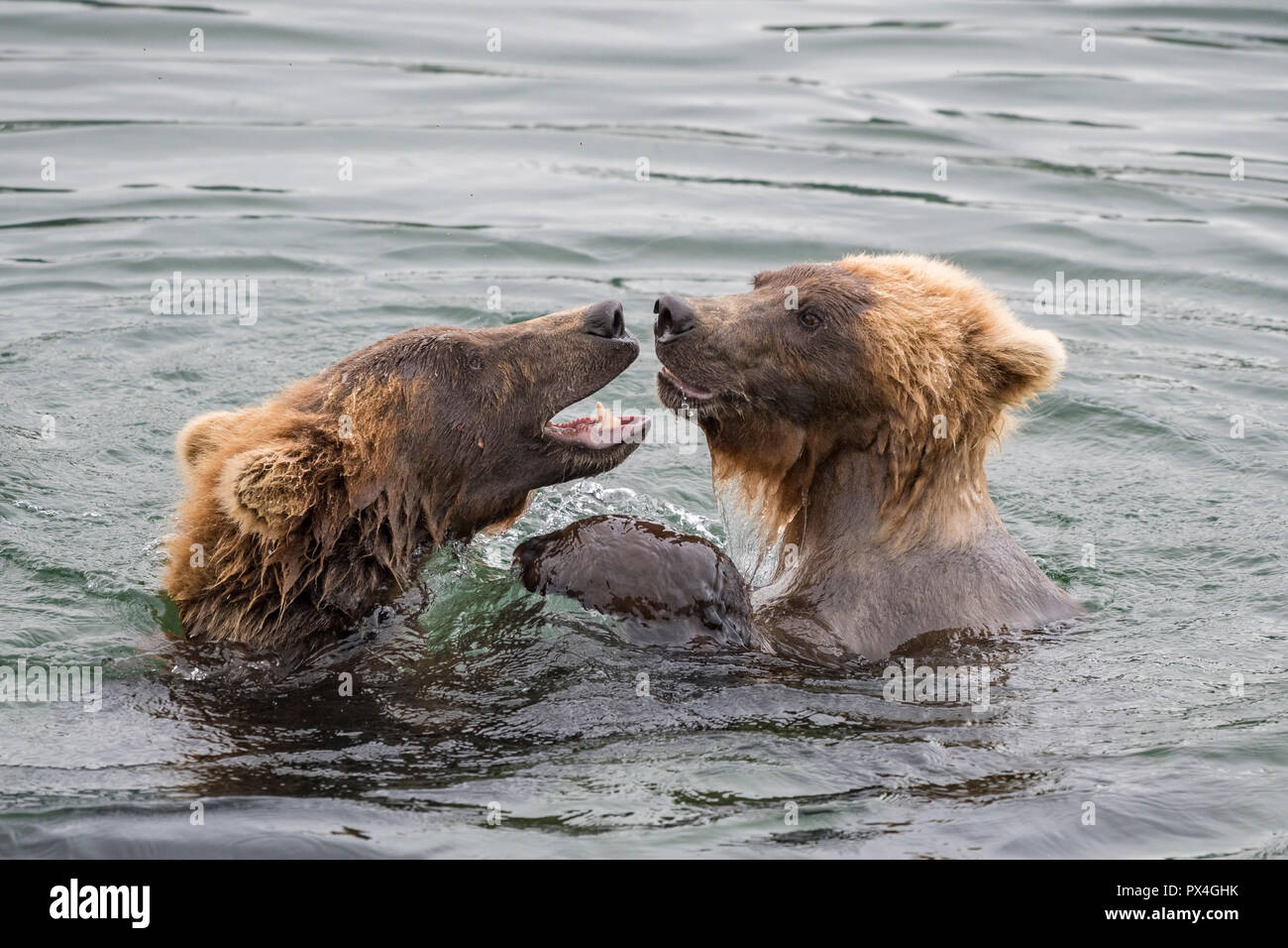 Water bears hi-res stock photography and images - Alamy
