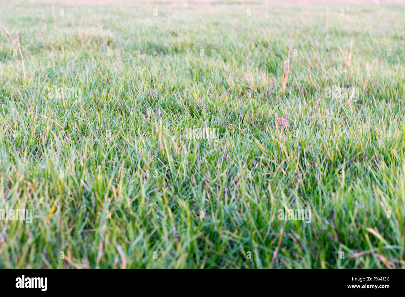 Lawn view hi-res stock photography and images - Alamy
