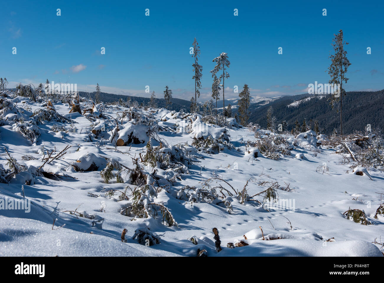 Winter pine tree forest destroyed, affected by a powerful snowstorm ...
