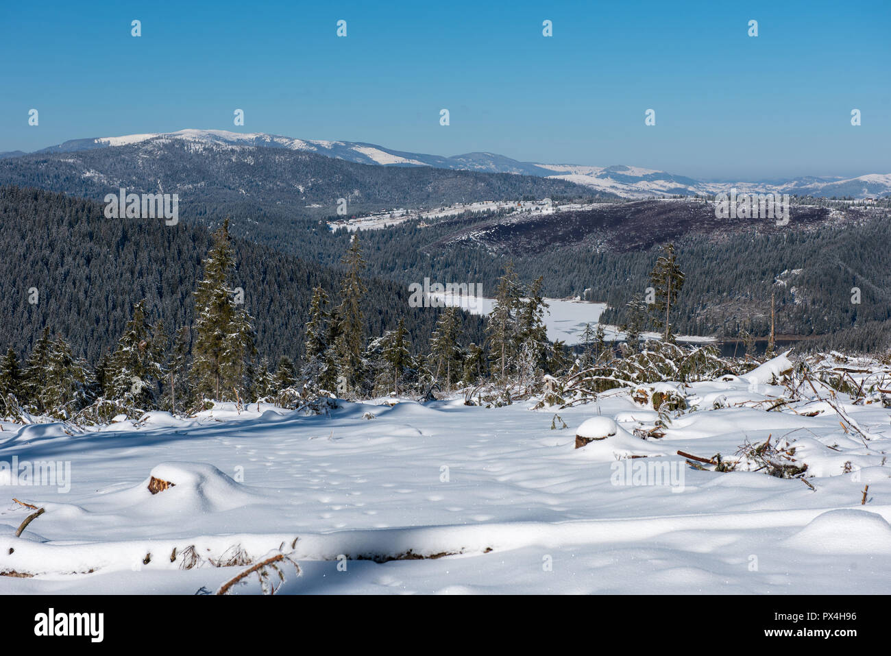 Winter pine tree forest destroyed, affected by a powerful snowstorm ...