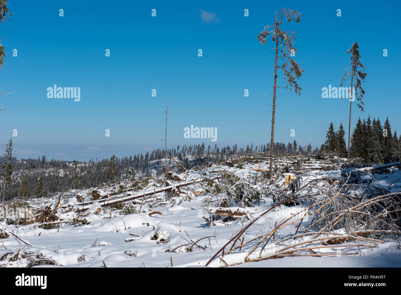 Winter pine tree forest destroyed, affected by a powerful snowstorm ...