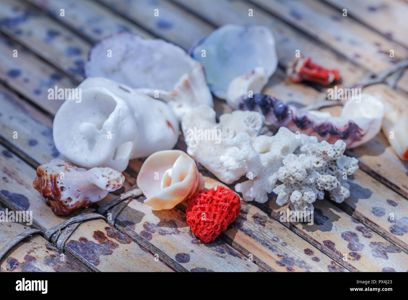 Ocean shells hi-res stock photography and images - Alamy