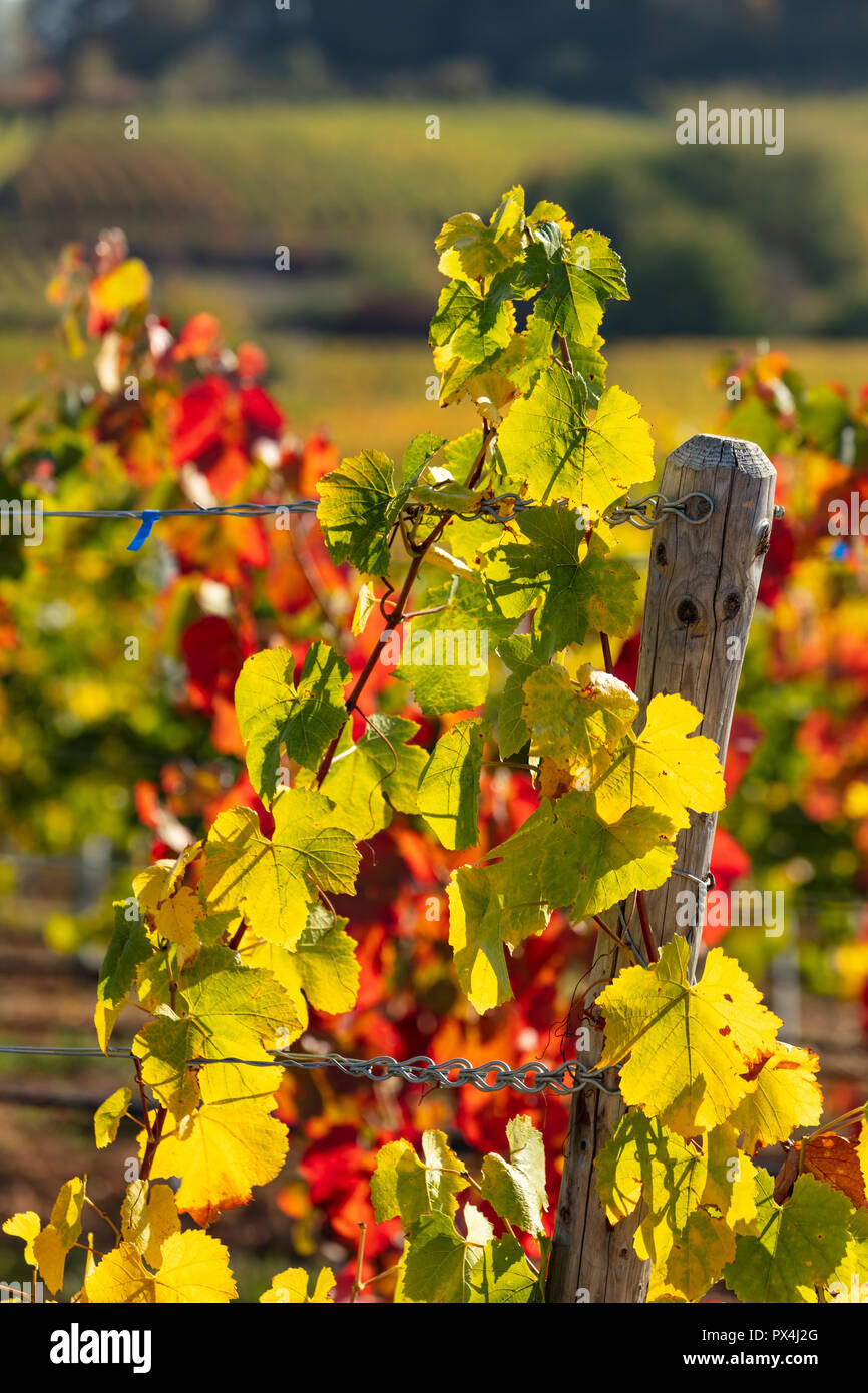 Common grape vine in autumnal colors Stock Photo - Alamy