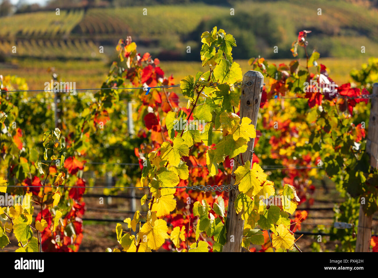 Common grape vine in autumnal colors Stock Photo - Alamy