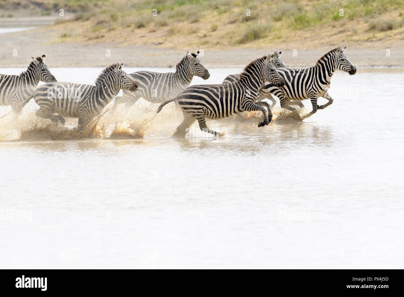 Common or Plains Zebra (Equus quagga) herd, running fast in splashing ...
