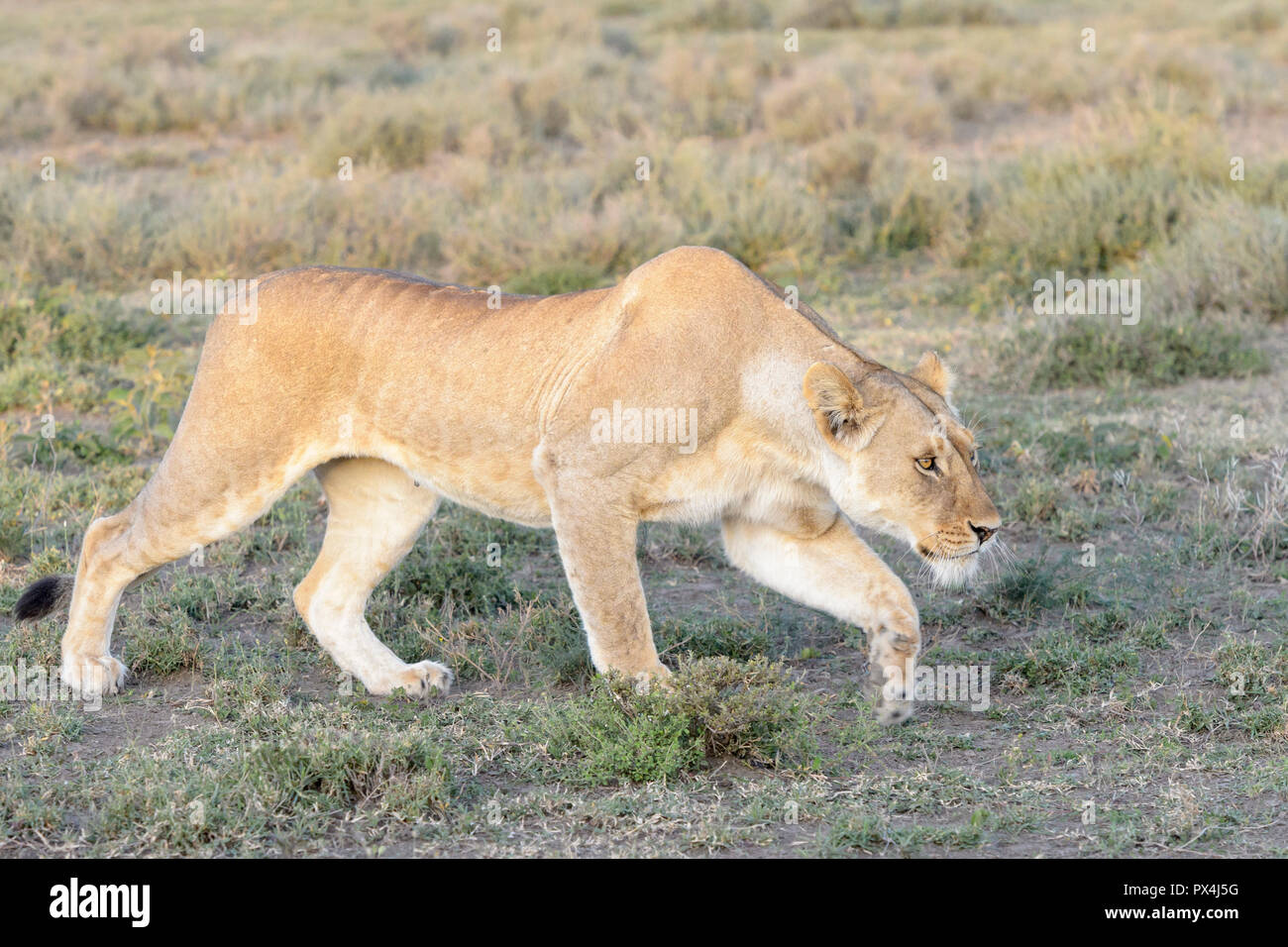 Lioness (Panthera leo) hunting on savanna, stalking, Ngorongoro ...