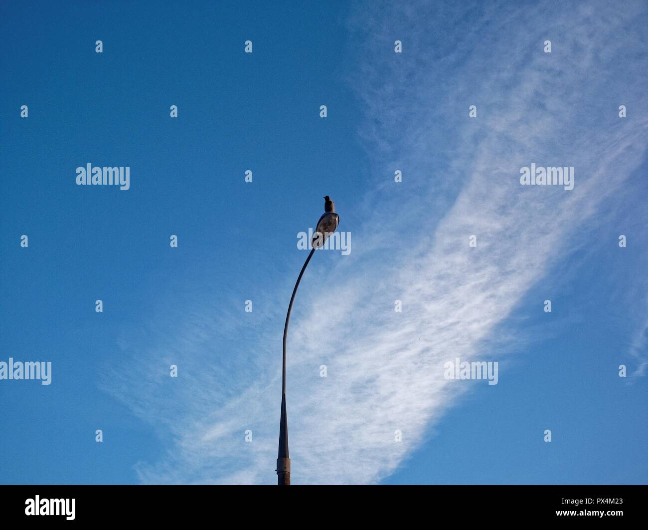 a crow sits on a lamp post on blue sky background Stock Photo - Alamy