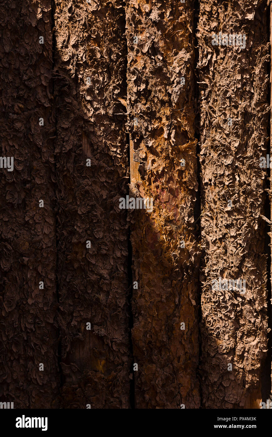 Paria River Ranch, AZ. Detail view of wooden texture with peeling bark ...