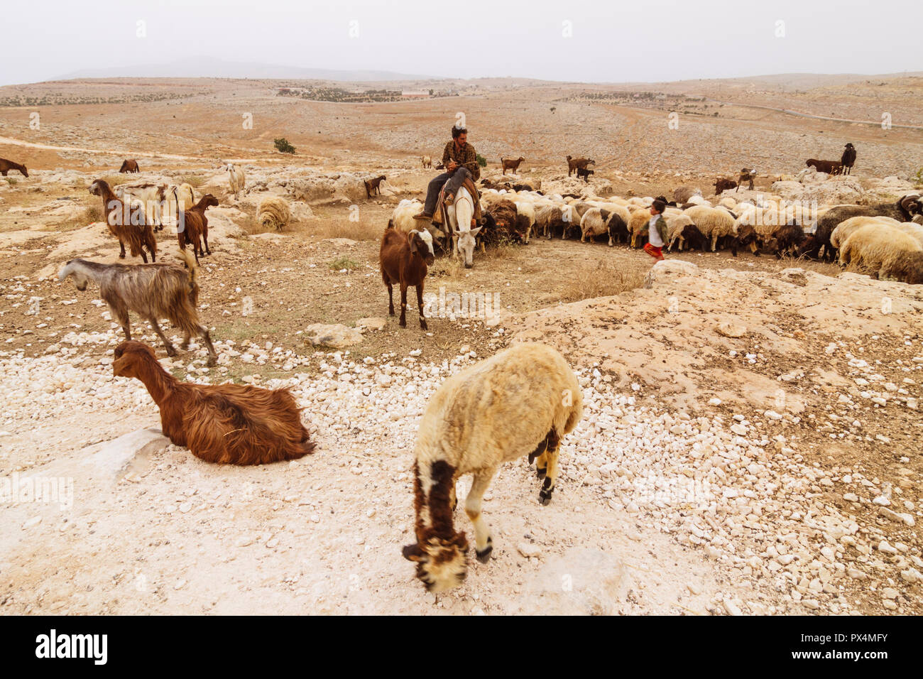 Mushabbak, Aleppo, Syria : A shepherd on a donkey is surrounded by his ...