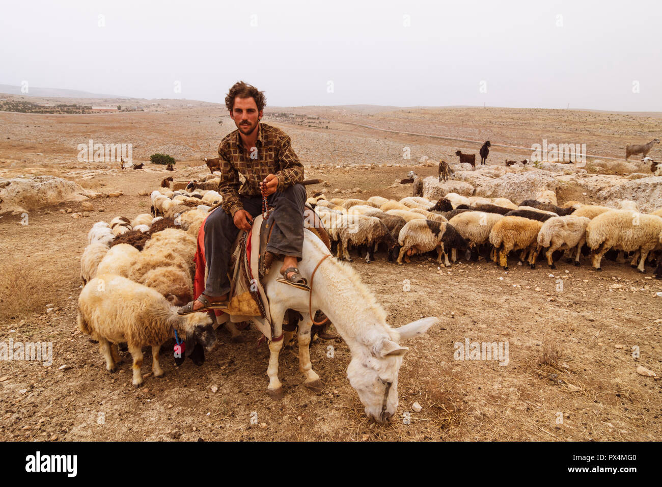Mushabbak, Aleppo, Syria : A shepherd on a donkey is surrounded by his ...