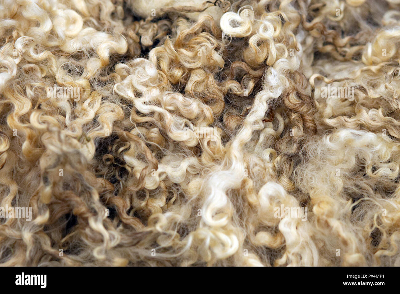 Wool breeds hi-res stock photography and images - Alamy