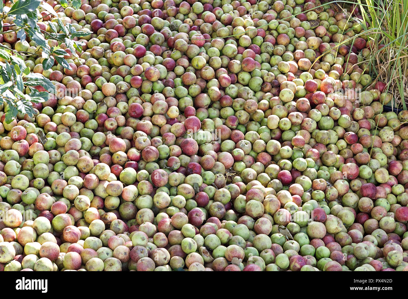 Displaying autumn harvest display hi-res stock photography and images ...