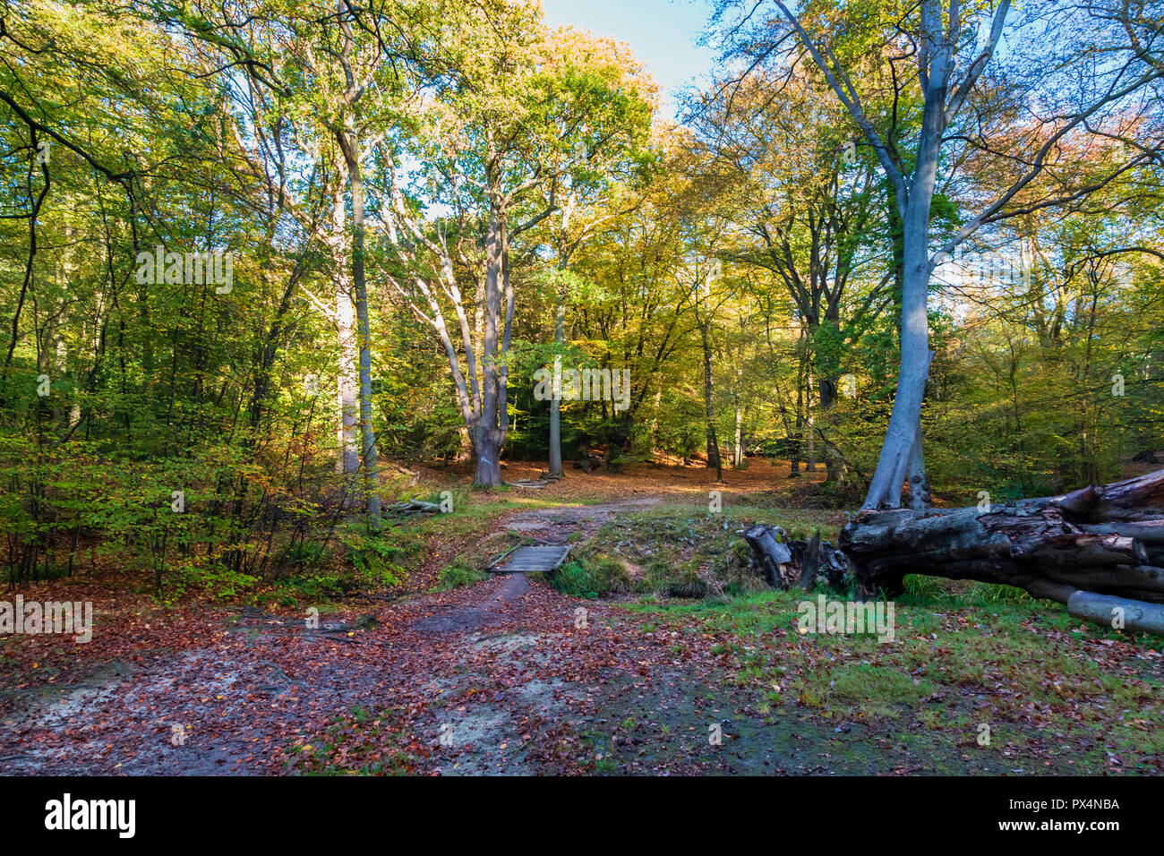 Woodland Scene near Loughton Brook in Epping Forest on a Bright and ...