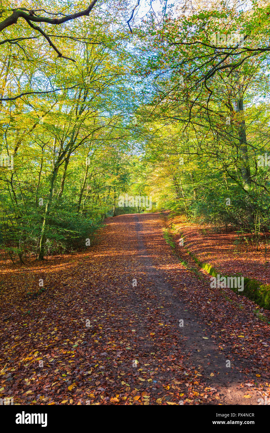 Woodland Footpath near Loughton Brook in Epping Forest on a Bright ...