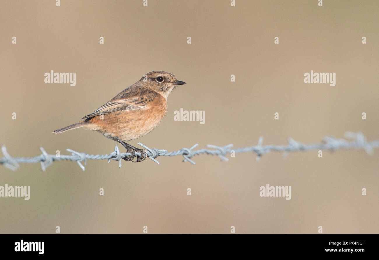 Juvenile stonechat High Resolution Stock Photography and Images - Alamy
