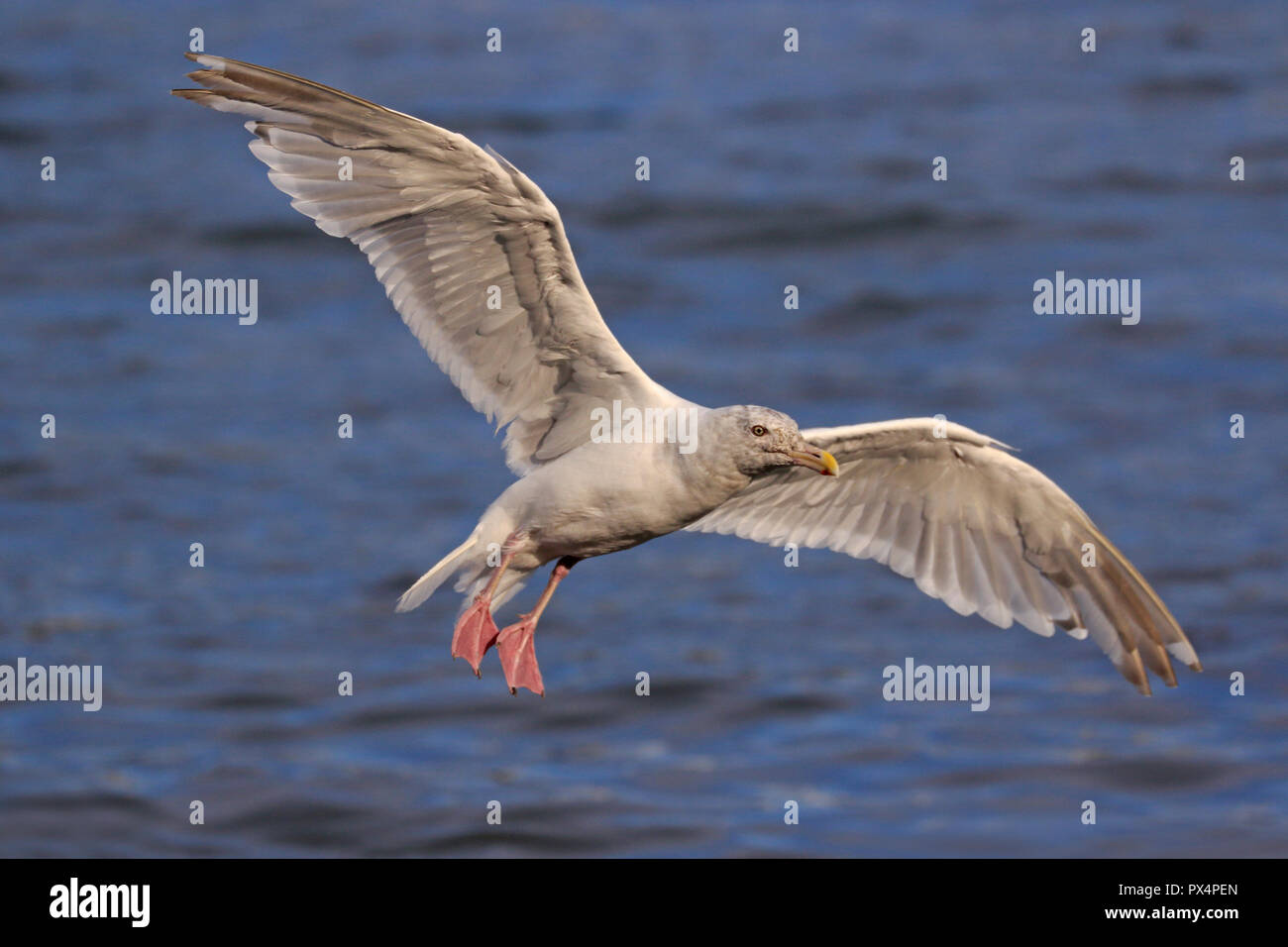 Adult Glaucous-winged Gull in flight at Seward Alaska Stock Photo - Alamy