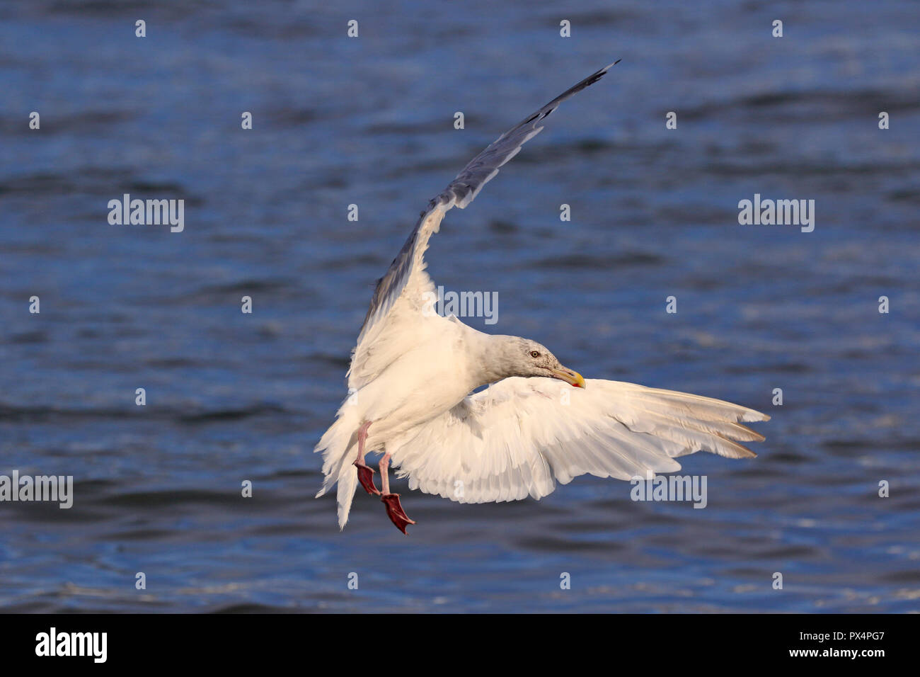 Adult Glaucous-winged Gull in flight at Seward Alaska Stock Photo - Alamy