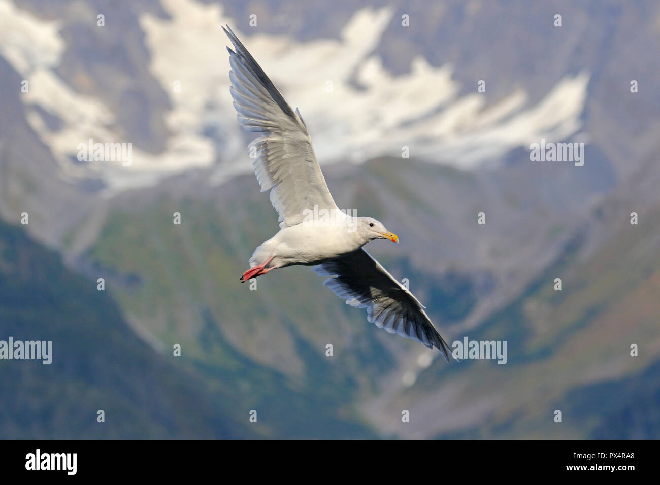 Flight alaska hi-res stock photography and images - Alamy