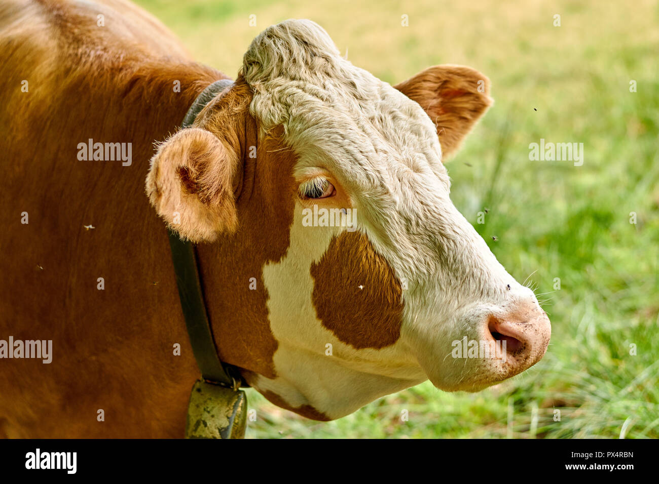Charming cow hi-res stock photography and images - Alamy